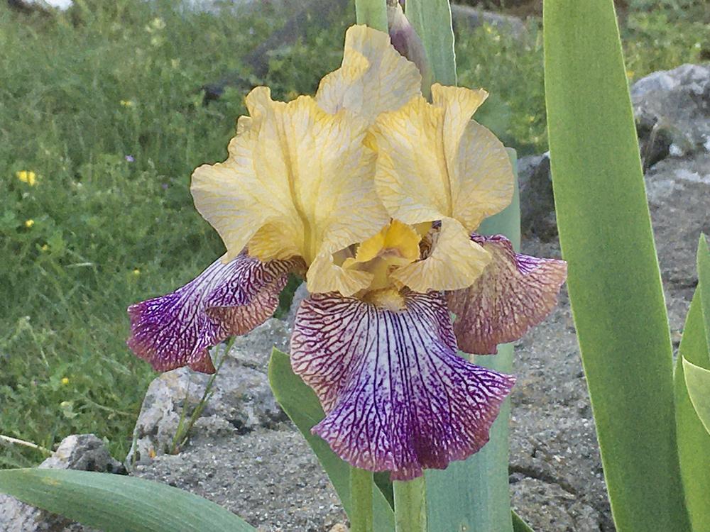 Tall Bearded Iris (Iris 'Poetry in Bloom') in the Irises Database ...
