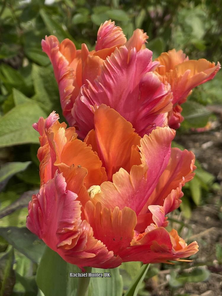 Photo of the bloom of Parrot Tulip (Tulipa 'Amazing Parrot') posted by ...