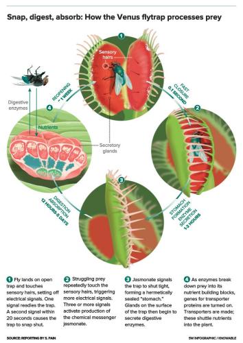 Evolution of carnivorous plants in the Carnivorous Plants forum ...