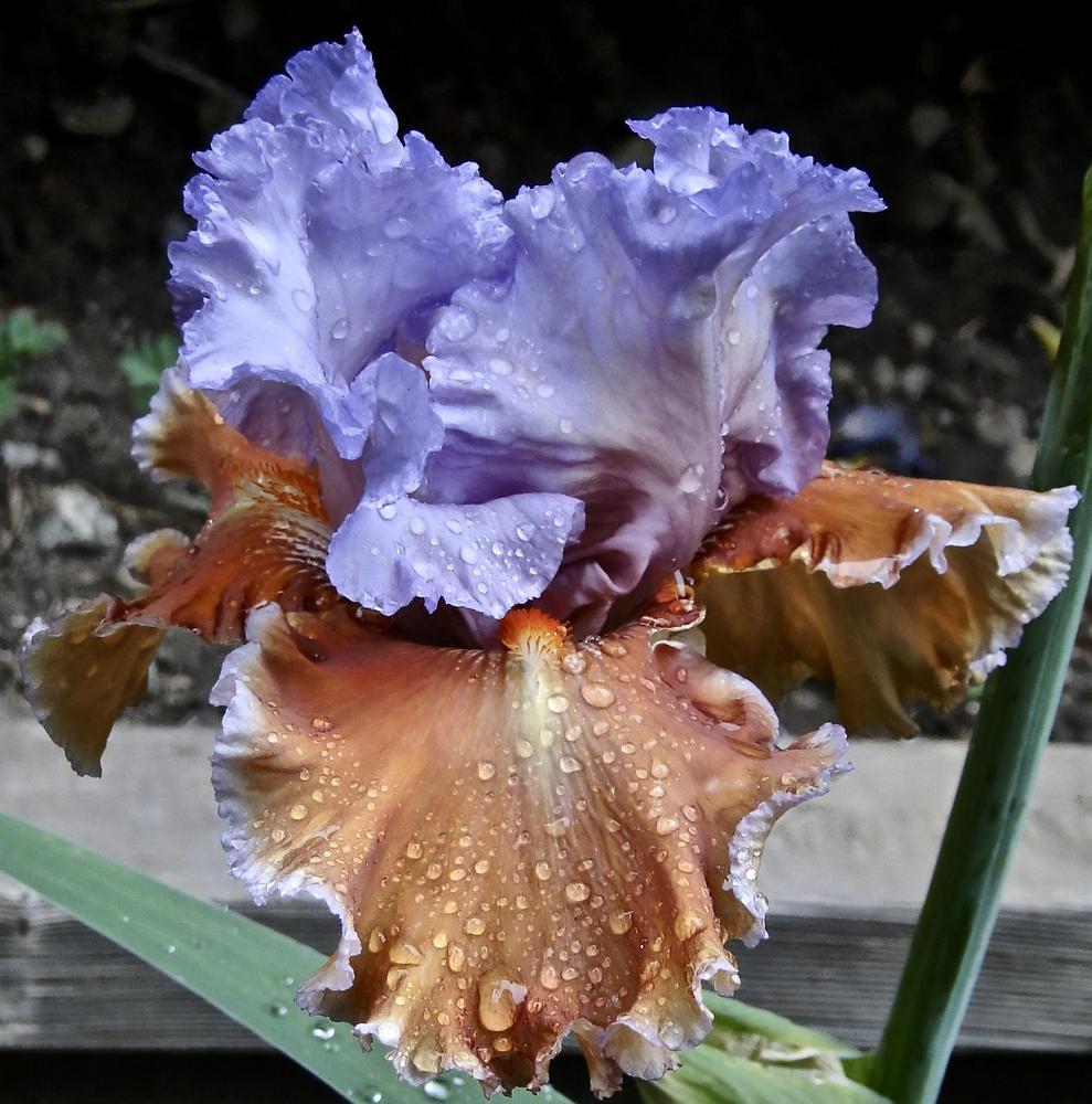 Photo of the bloom of Tall Bearded Iris (Iris 'Maybe Magic') posted by ...