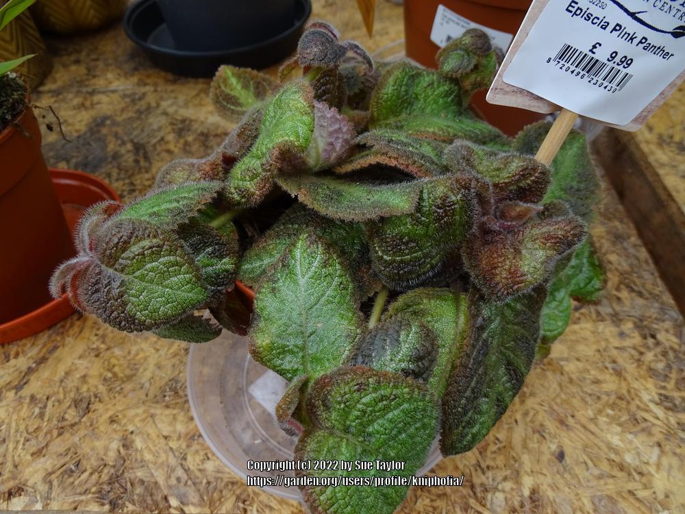 Photo of the entire plant of Episcia (Episcia cupreata 'Pink Panther ...