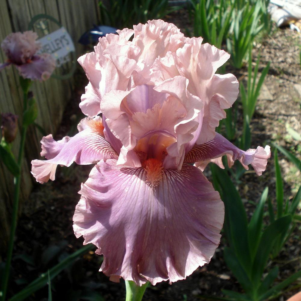 Photo of the bloom of Tall Bearded Iris (Iris 'Good Morning Beautiful ...