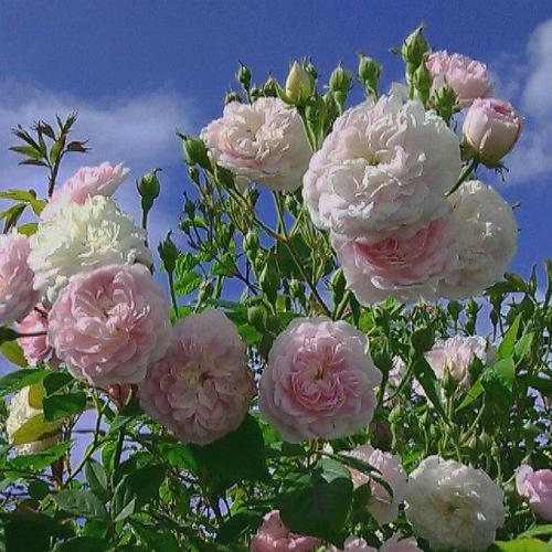 Noisette Rose (Rosa 'Blush Noisette') in the Roses Database - Garden.org