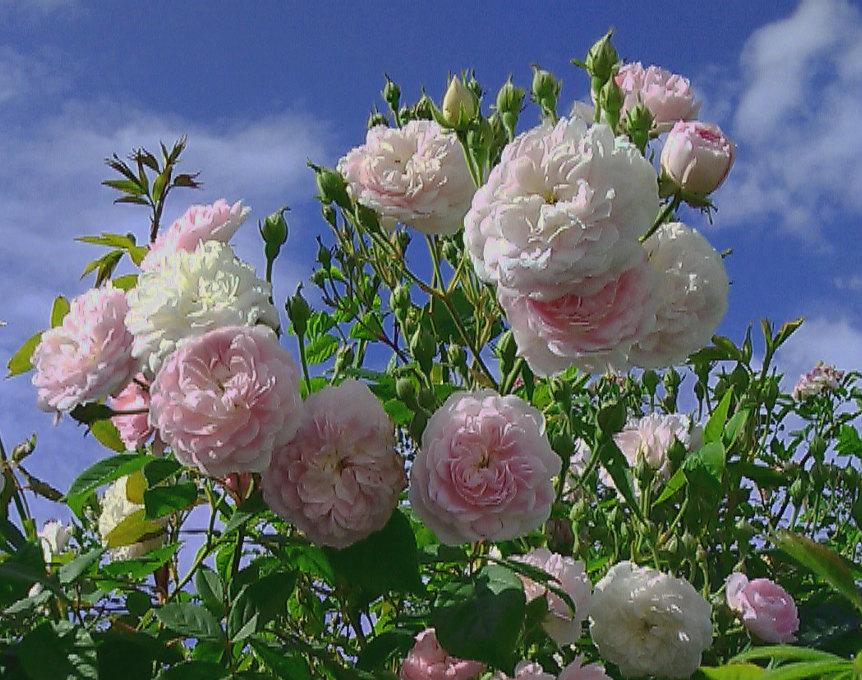 Noisette Rose (Rosa 'Blush Noisette') in the Roses Database - Garden.org