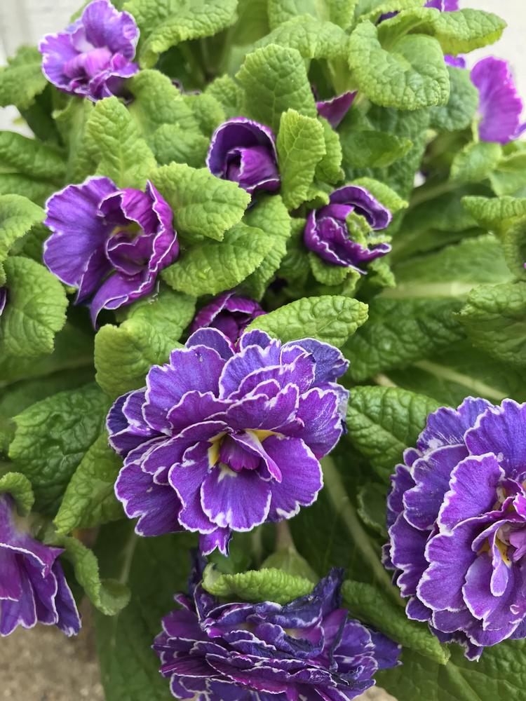 Primrose (Primula Belarina® Amethyst Ice) in the Primroses Database ...