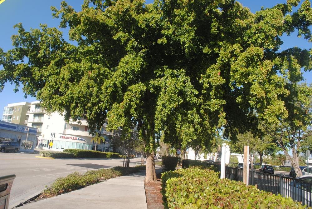 Black Olive Tree (Terminalia buceras) - Garden.org