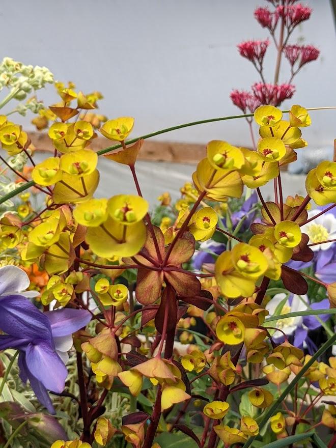 Wood Spurge (Euphorbia 'Miner's Merlot') in the Euphorbias Database ...
