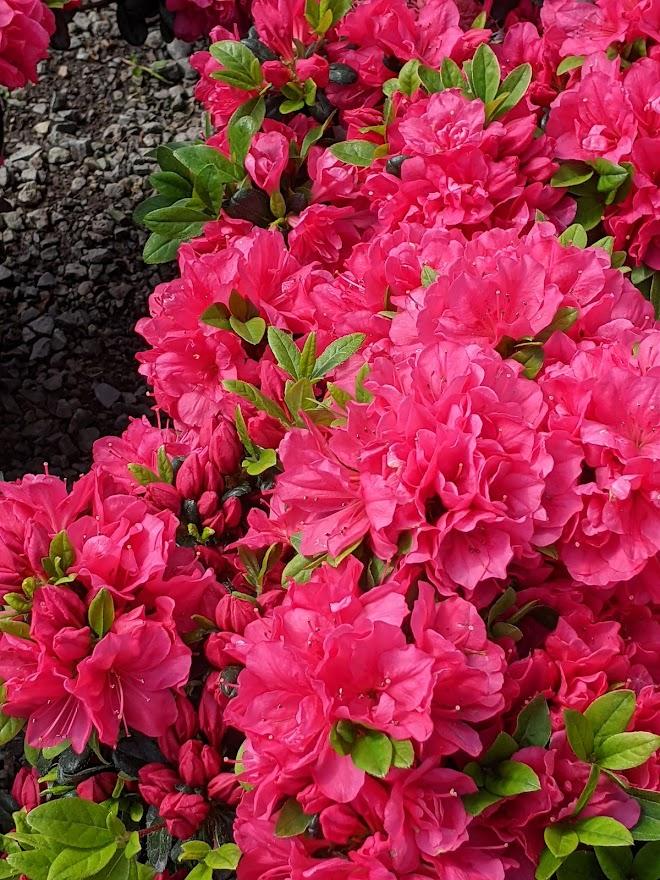 Photo of the bloom of Evergreen Azalea (Rhododendron Kimono™ Canzonetta ...