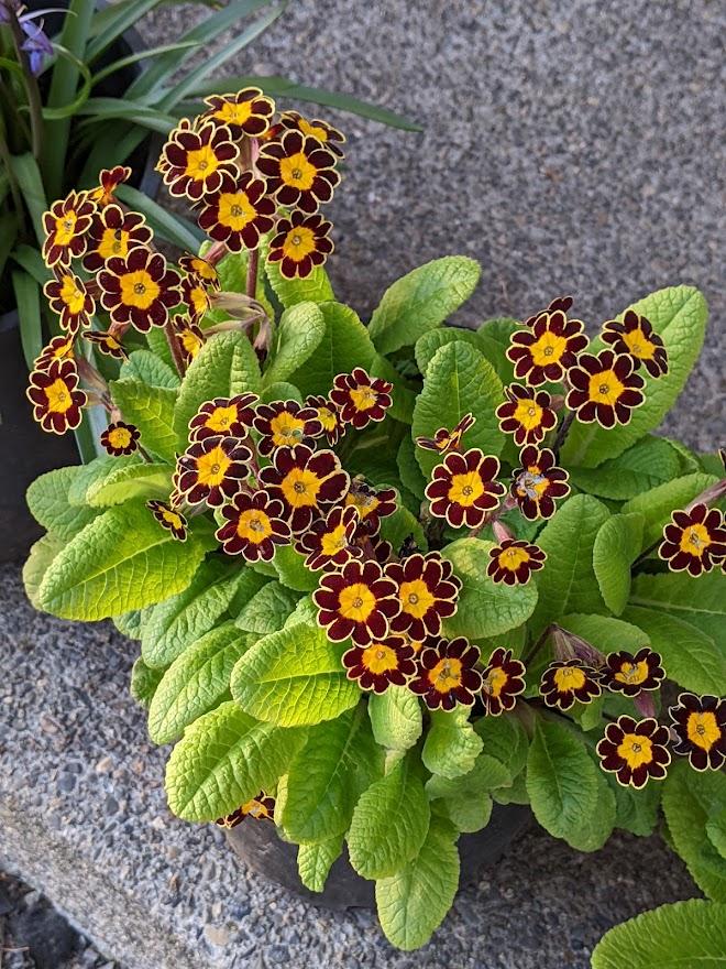 Photo of the entire plant of Polyanthus (Primula 'Gold Lace') posted by ...