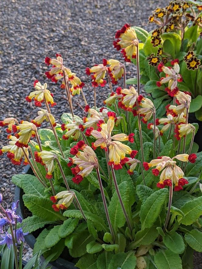 Photo of the bloom of Primrose (Primula veris 'Sunset Shades') posted ...