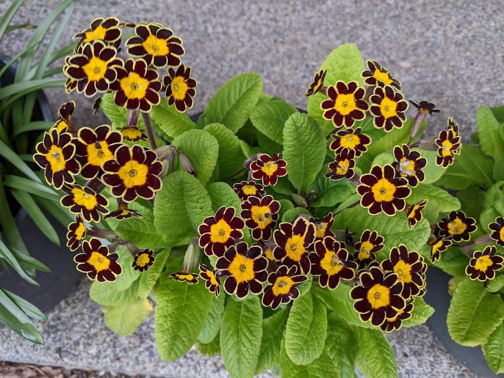 Photo of the entire plant of Polyanthus (Primula 'Gold Lace') posted by ...