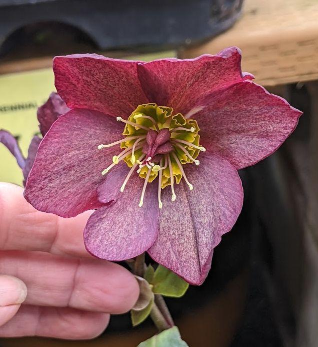 Photo of the bloom of Hellebore (Helleborus Gold Collection® Ice N ...