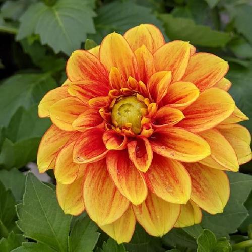Dahlia Dalaya® Yellow+Red Eye in the Dahlias Database - Garden.org