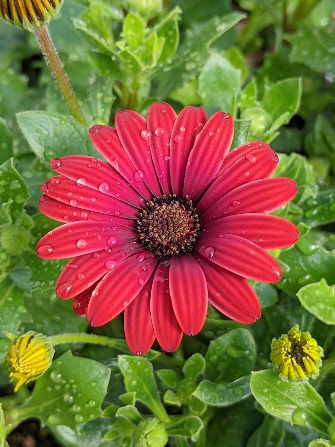 Photo of the bloom of African Daisy (Osteospermum ecklonis Serenity ...