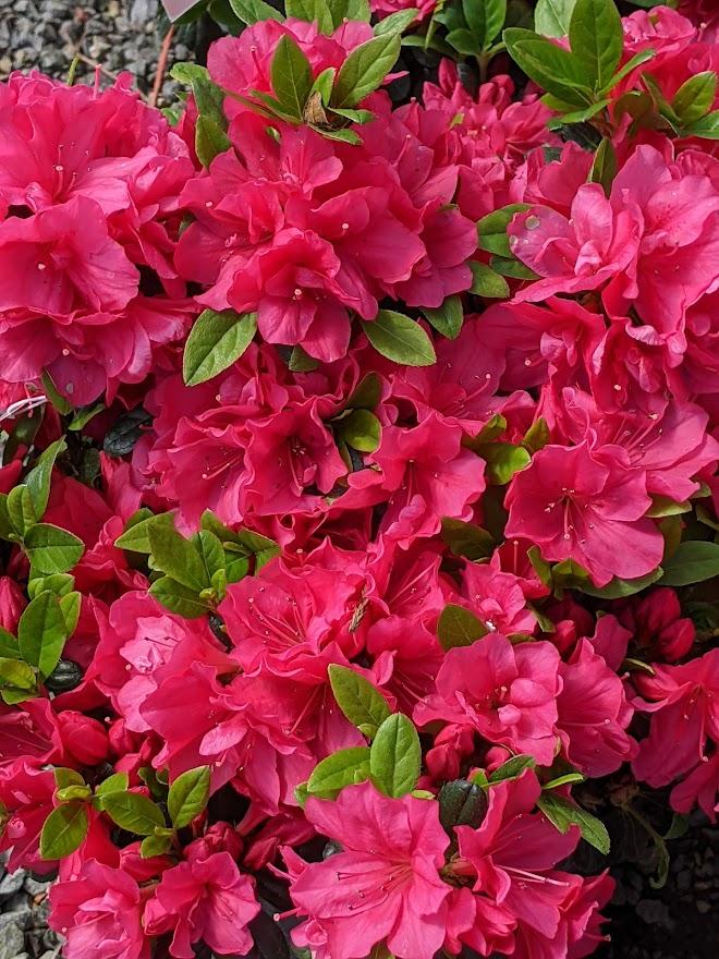 Photo of the entire plant of Evergreen Azalea (Rhododendron Kimono ...