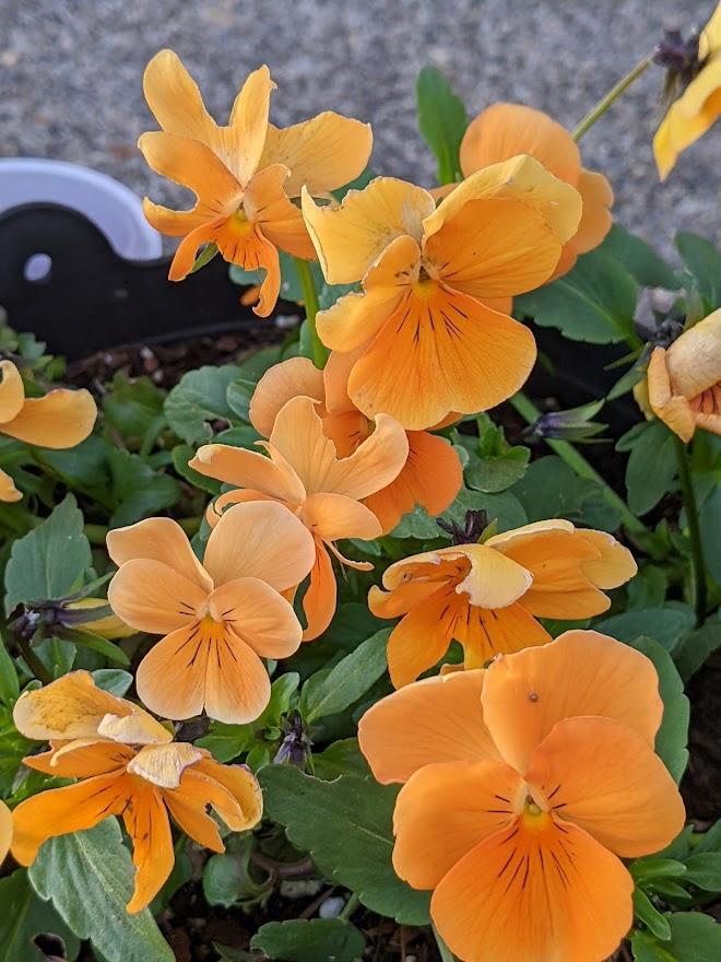 Photo of the bloom of Viola (Viola cornuta Penny™ Lane Mix) posted by ...