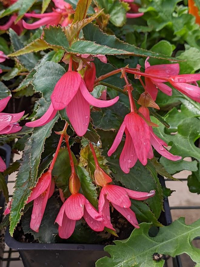 Begonia (Begonia boliviensis Mistral™ Pink) in the Begonias Database ...