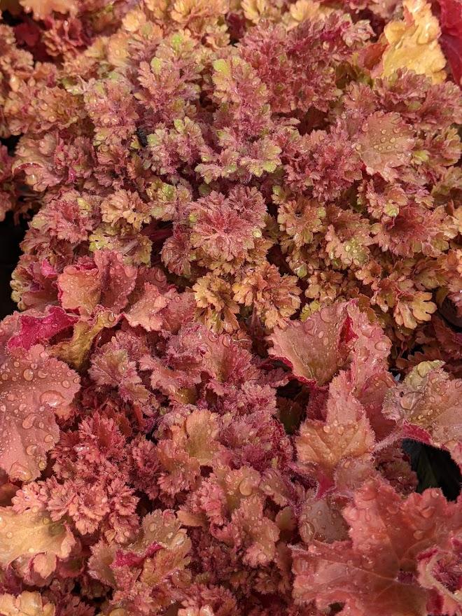 Photo of the entire plant of Coral Bells (Heuchera 'Frilly') posted by ...