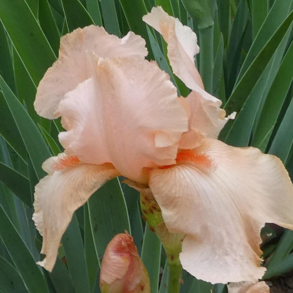 Tall Bearded Iris (Iris 'Pink Attraction') in the Irises Database ...