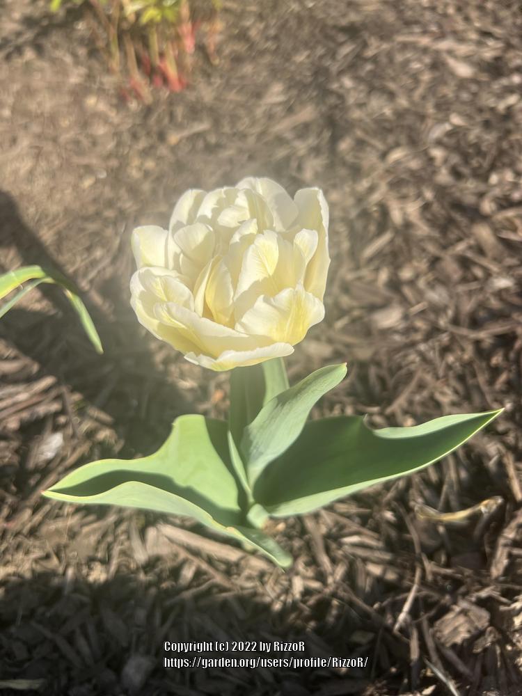 Photo of the entire plant of Double Late Tulip (Tulipa 'Angelique ...