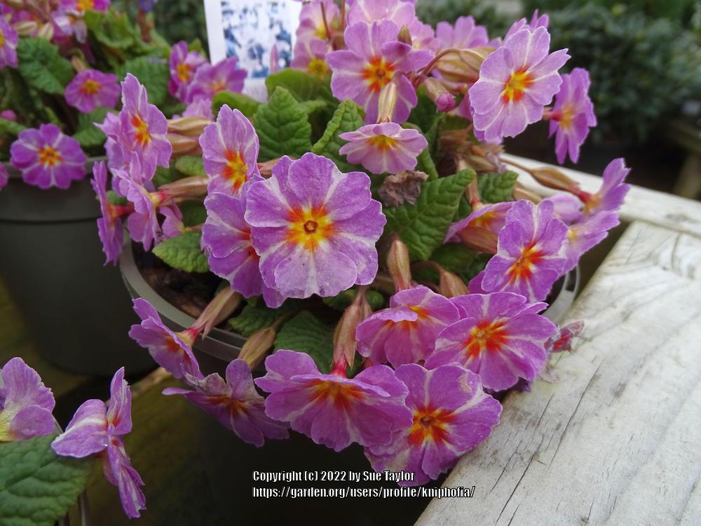 Photo of the bloom of Primrose (Primula Kennedy Irish™ Avondale) posted ...