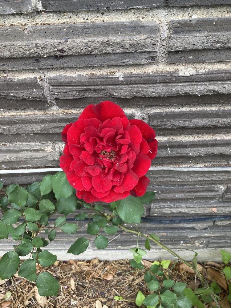 Photo of the bloom of Rose (Rosa 'Don Juan') posted by txtreehugger ...