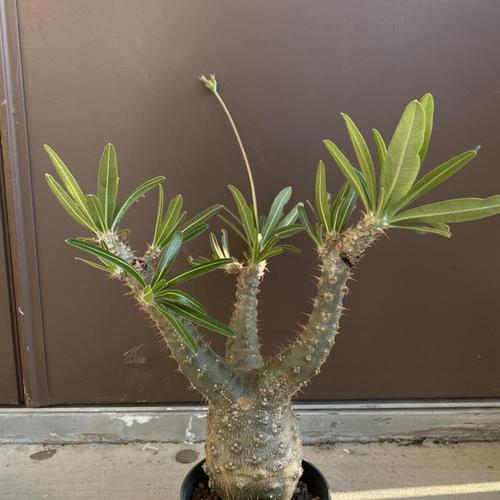 Elephant's Foot Plant (Pachypodium gracilius) in the Pachypodiums ...