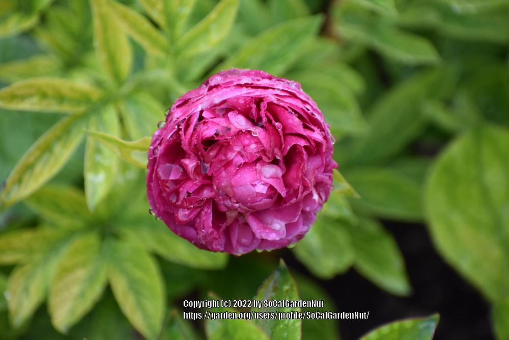 Photo of the bloom of Peony (Paeonia 'Rose Heart') posted by ...