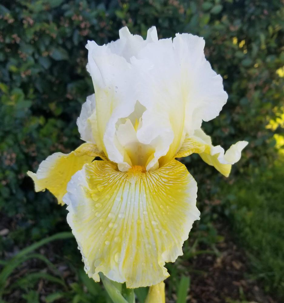 Photo of the bloom of Tall Bearded Iris (Iris 'Glowing Smile') posted ...