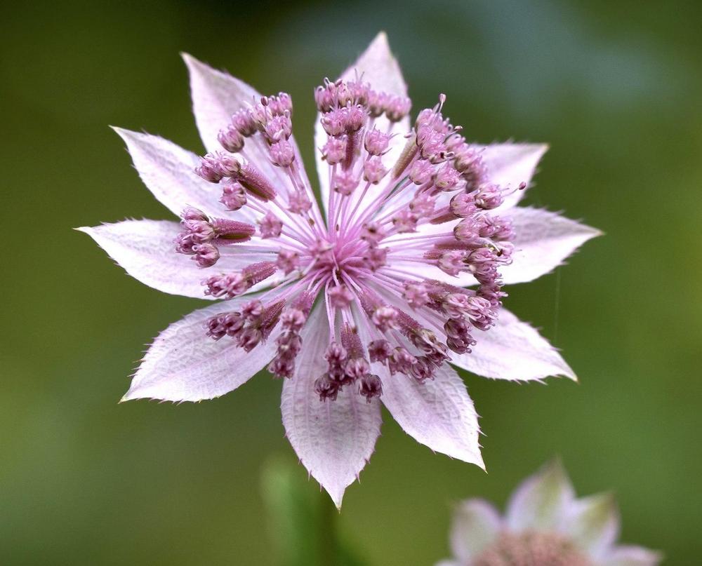 Astrantia maxima - Garden.org