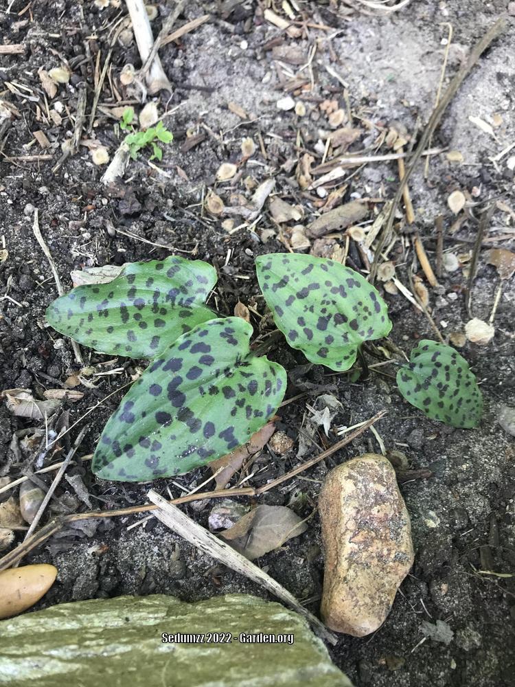 Photo of the leaves of African Hosta (Drimiopsis maculata) posted by ...