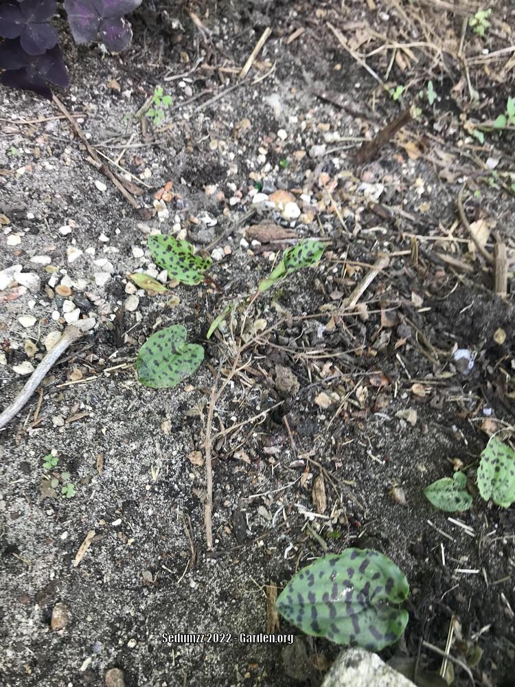 Photo of the entire plant of African Hosta (Drimiopsis maculata) posted ...