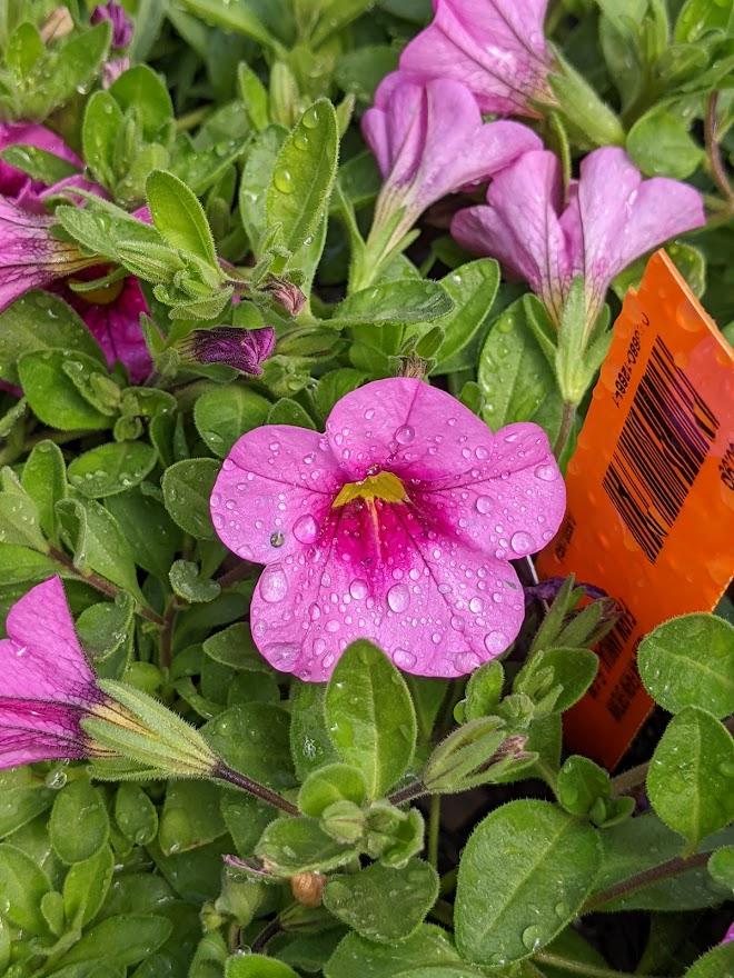 Million Bells (Calibrachoa Callie™ Pink with Eye) in the Calibrachoas ...