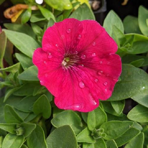 Milliflora Petunia (Petunia Picobella™ Mix) in the Petunias Database ...
