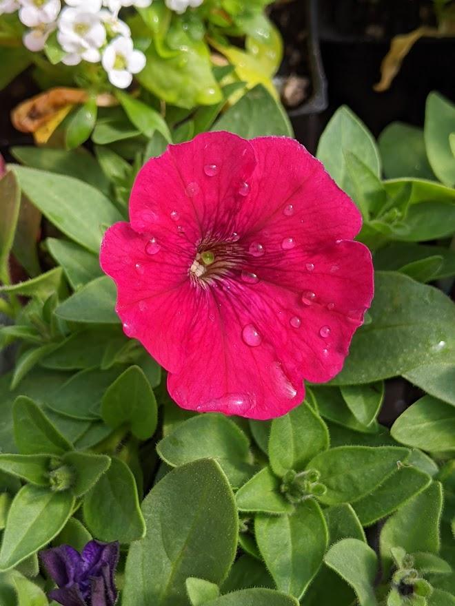 Milliflora Petunia (Petunia Picobella™ Mix) in the Petunias Database ...