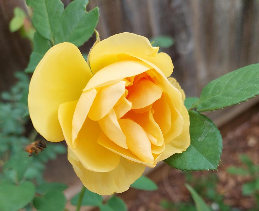 Photo of the bloom of Rose (Rosa 'Graham Thomas') posted by LindsayG ...