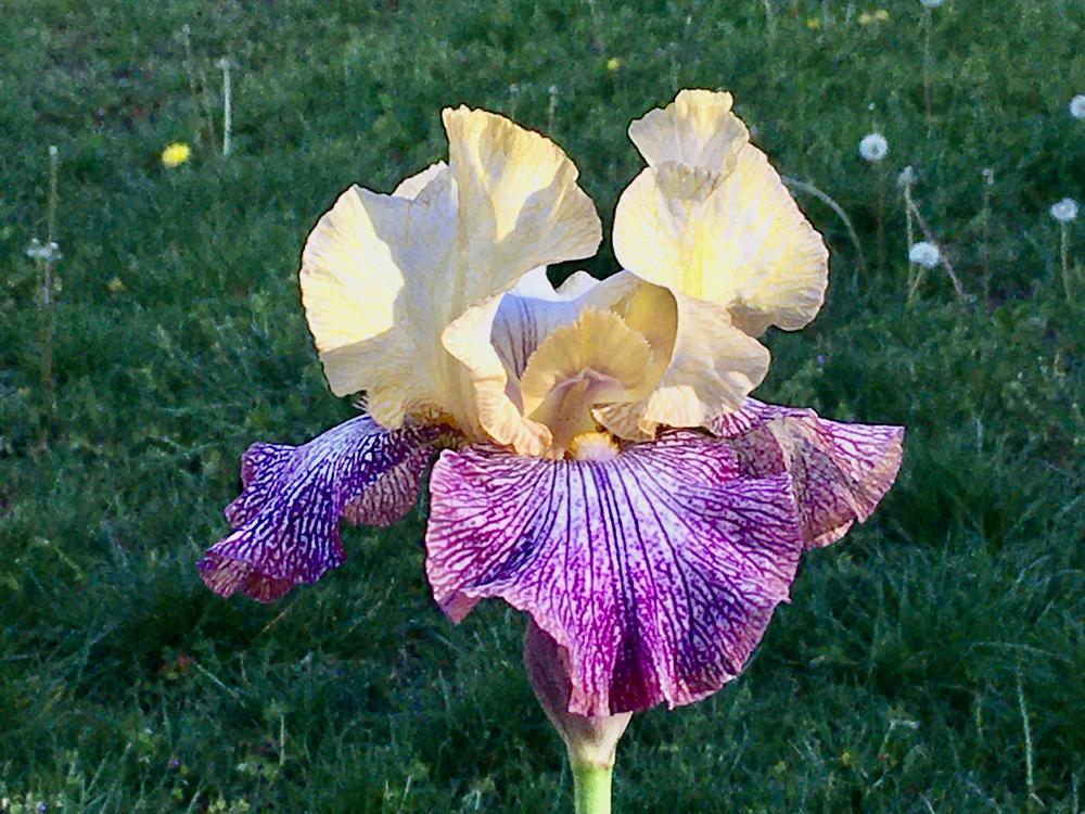 Photo of the bloom of Tall Bearded Iris (Iris 'Poetry in Bloom') posted ...