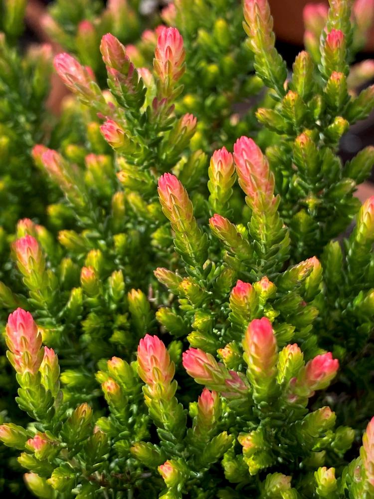 Photo of the bloom of Scotch Heather (Calluna vulgaris 'Spring Torch ...