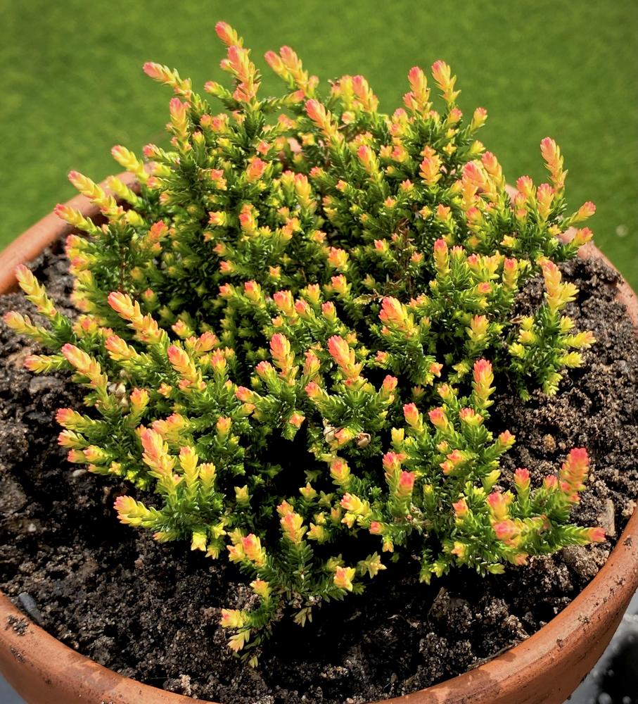 Photo of the entire plant of Scotch Heather (Calluna vulgaris 'Spring ...