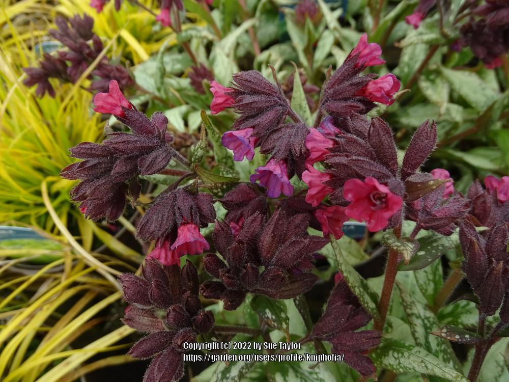 Photo of the bloom of Lungwort (Pulmonaria 'Silver Bouquet') posted by ...