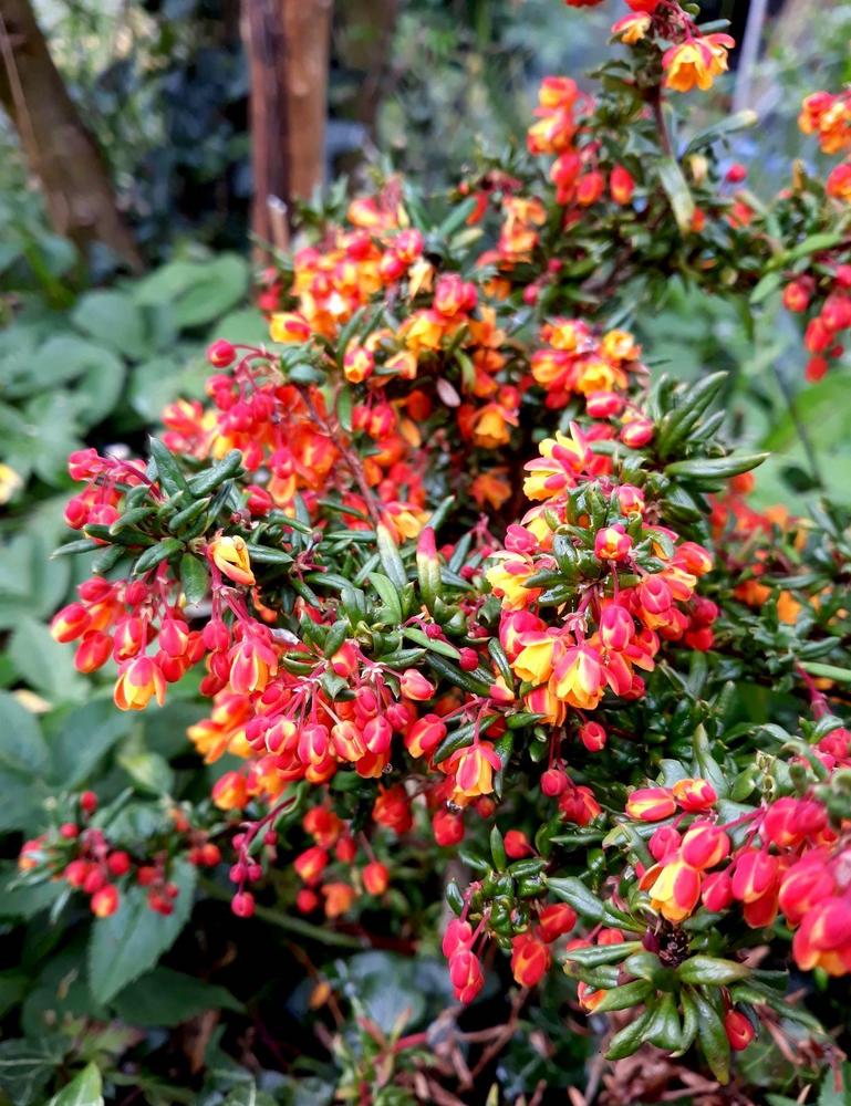 Barberry (Berberis x stenophylla 'Corallina Compacta') in the ...