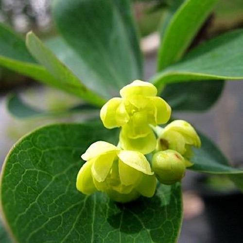 Blue Barberry (Berberis temolaica) in the Barberries Database - Garden.org