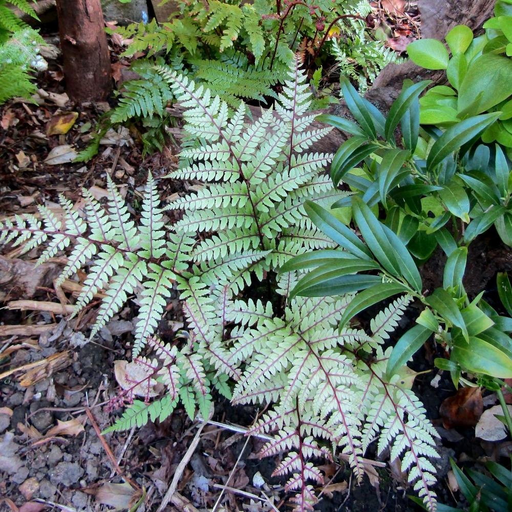 Auriculate Lady Fern (Athyrium otophorum 'Okanum') - Garden.org