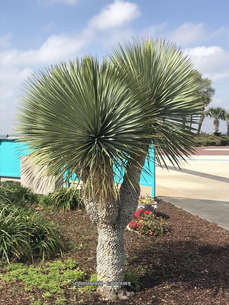 Photo of the entire plant of Beaked Yucca (Yucca rostrata) posted by ...