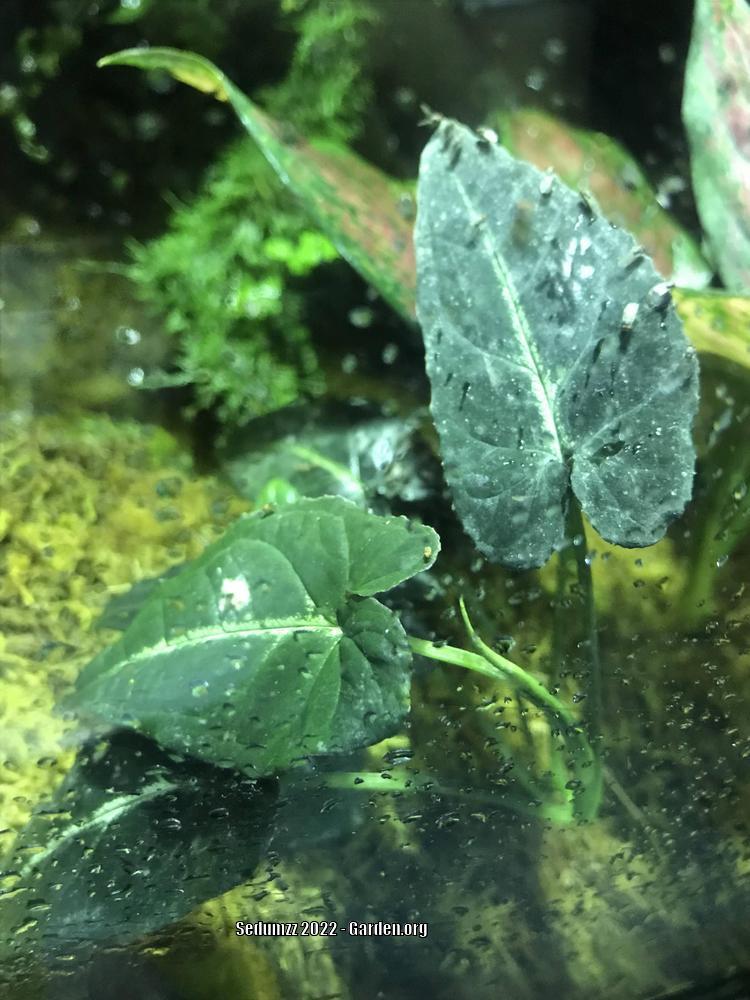 Photo of the entire plant of Amazon Jungle Vine (Vitis amazonica ...