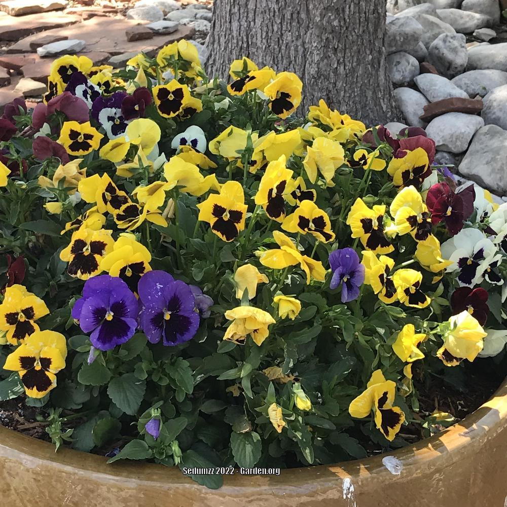 Photo of the entire plant of Pansy (Viola x wittrockiana 'Spring Matrix ...