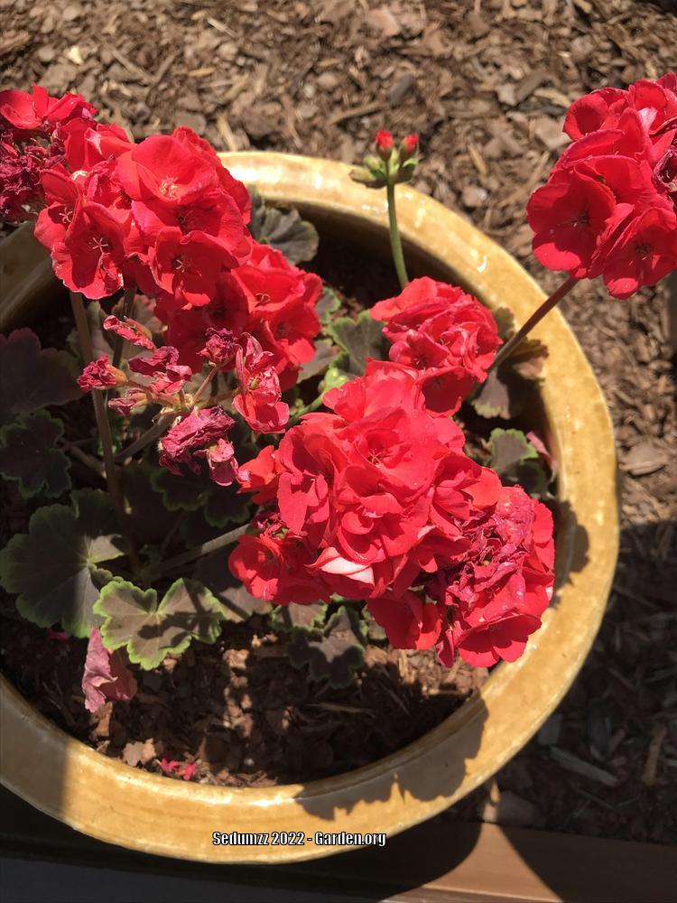 Photo of the entire plant of Zonal Geranium (Pelargonium x hortorum ...