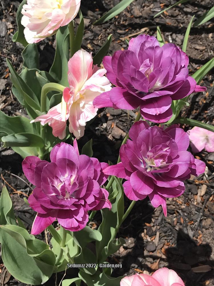 Photo of the entire plant of Double Late Tulip (Tulipa 'Blue Diamond ...