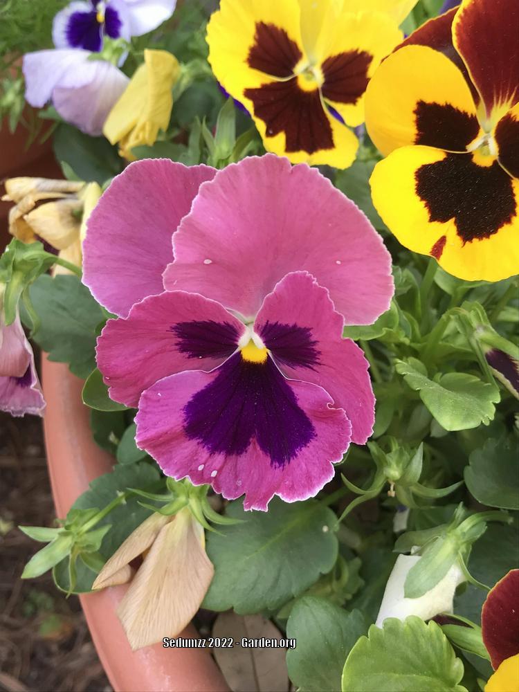 Photo of the entire plant of Pansy (Viola x wittrockiana 'Spring Matrix ...