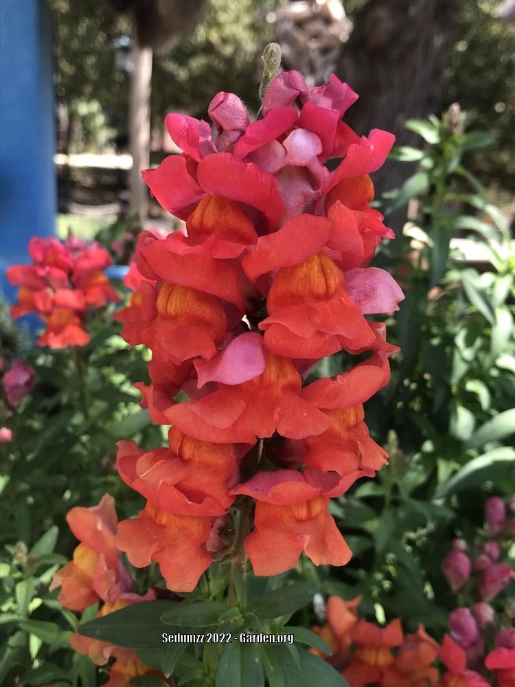 Photo of the bloom of Snapdragon (Antirrhinum majus Potomac™ Cherry ...